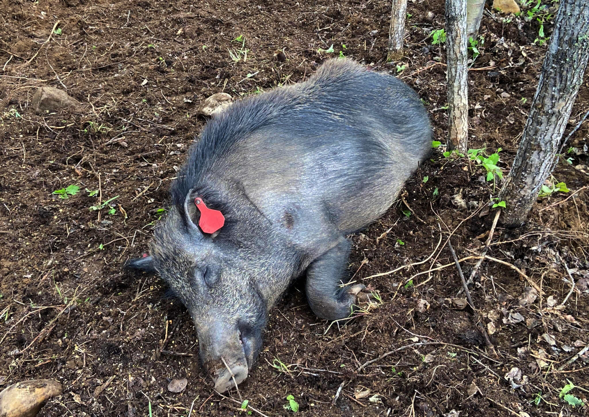 Dissecting gene editing for pig production - Canadian Hog Journal