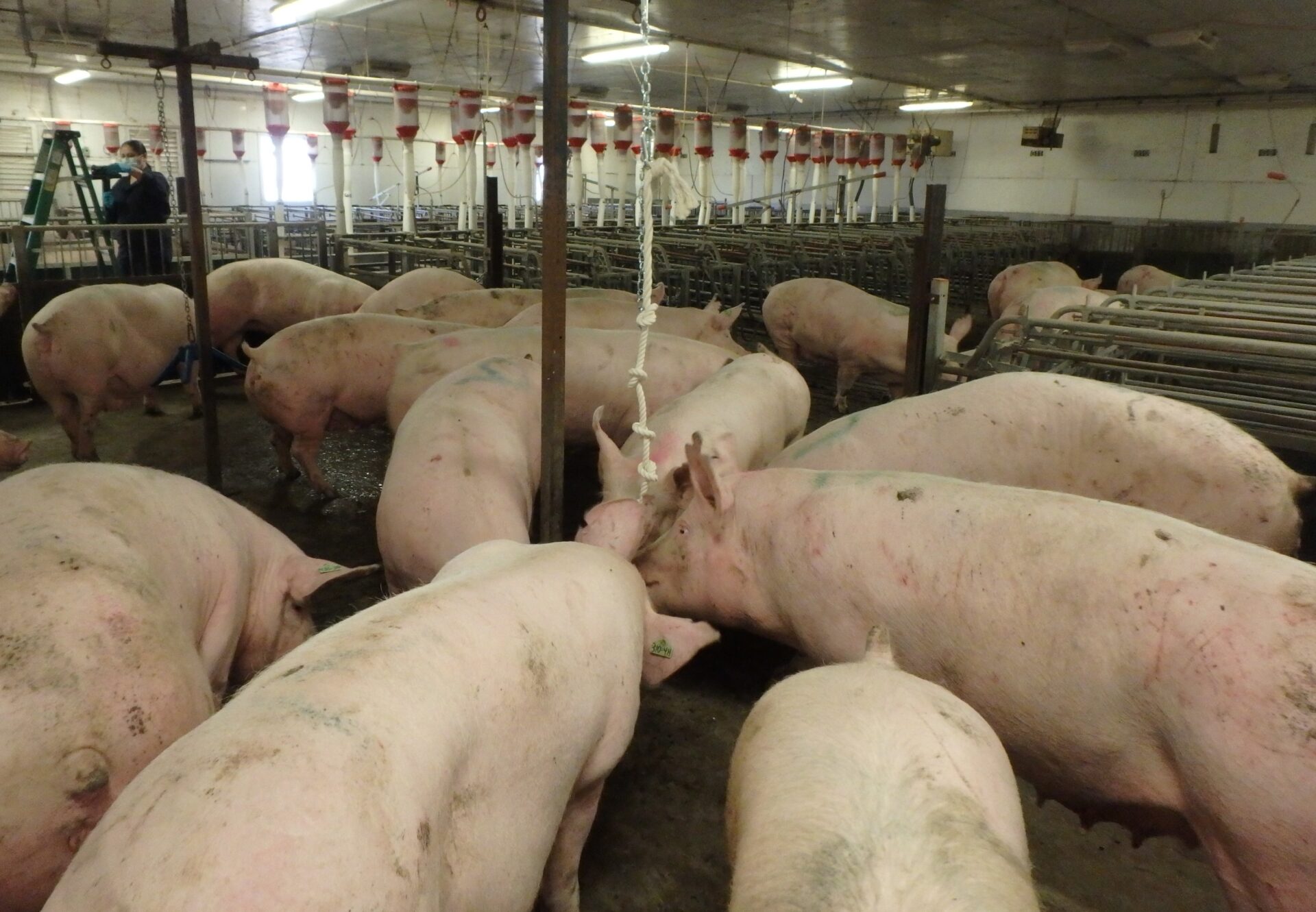 Mixing matters when grouping sows - Canadian Hog Journal